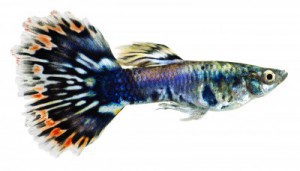 Guppy – Artikel von Experten der Aquaristik